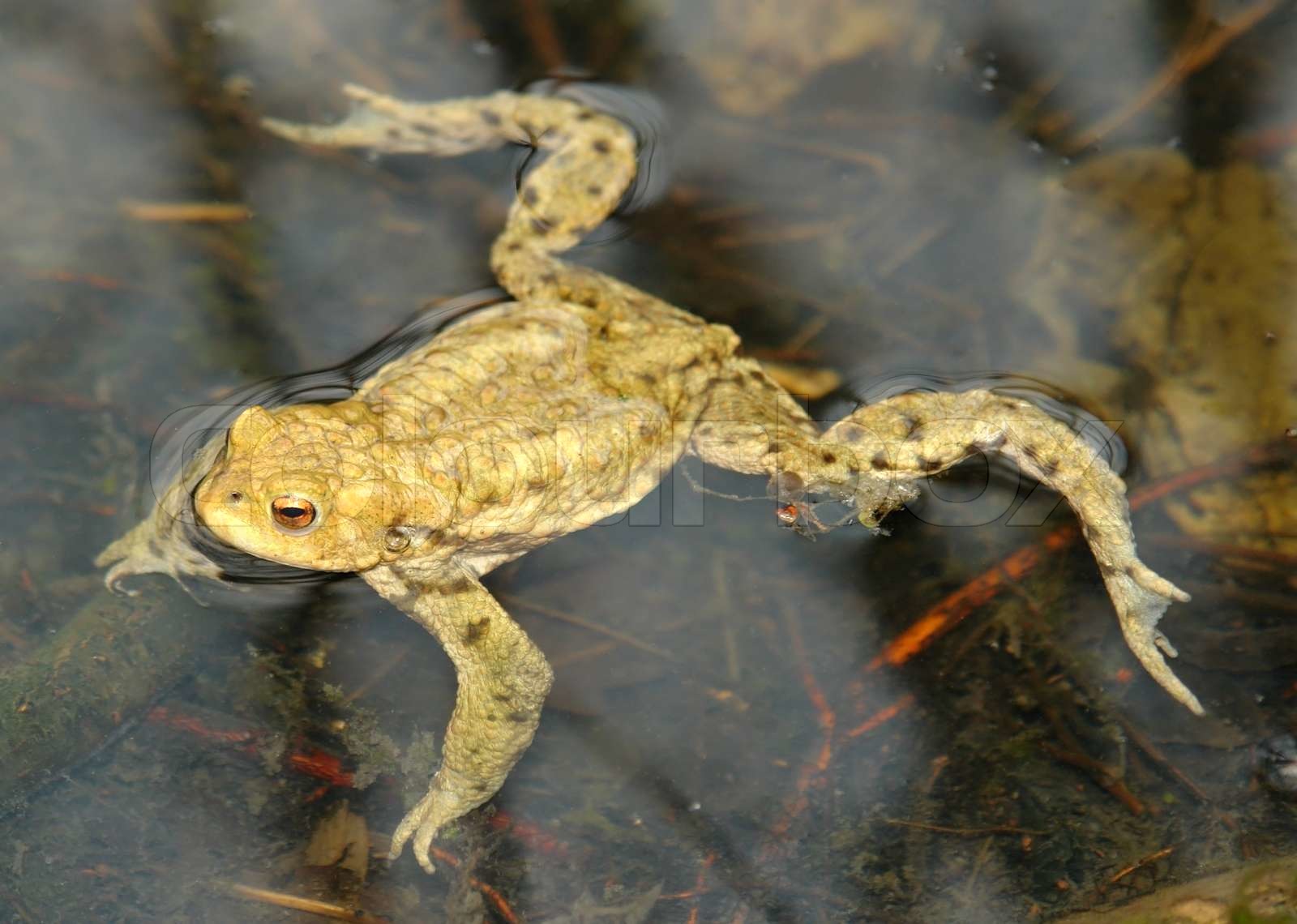 common toad | Stock image | Colourbox