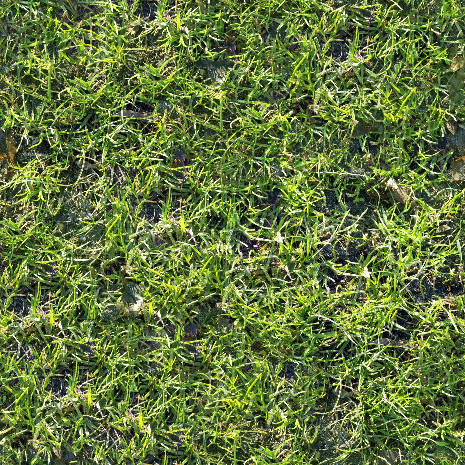 Grass Seamless Texture | Stock Bild | Colourbox