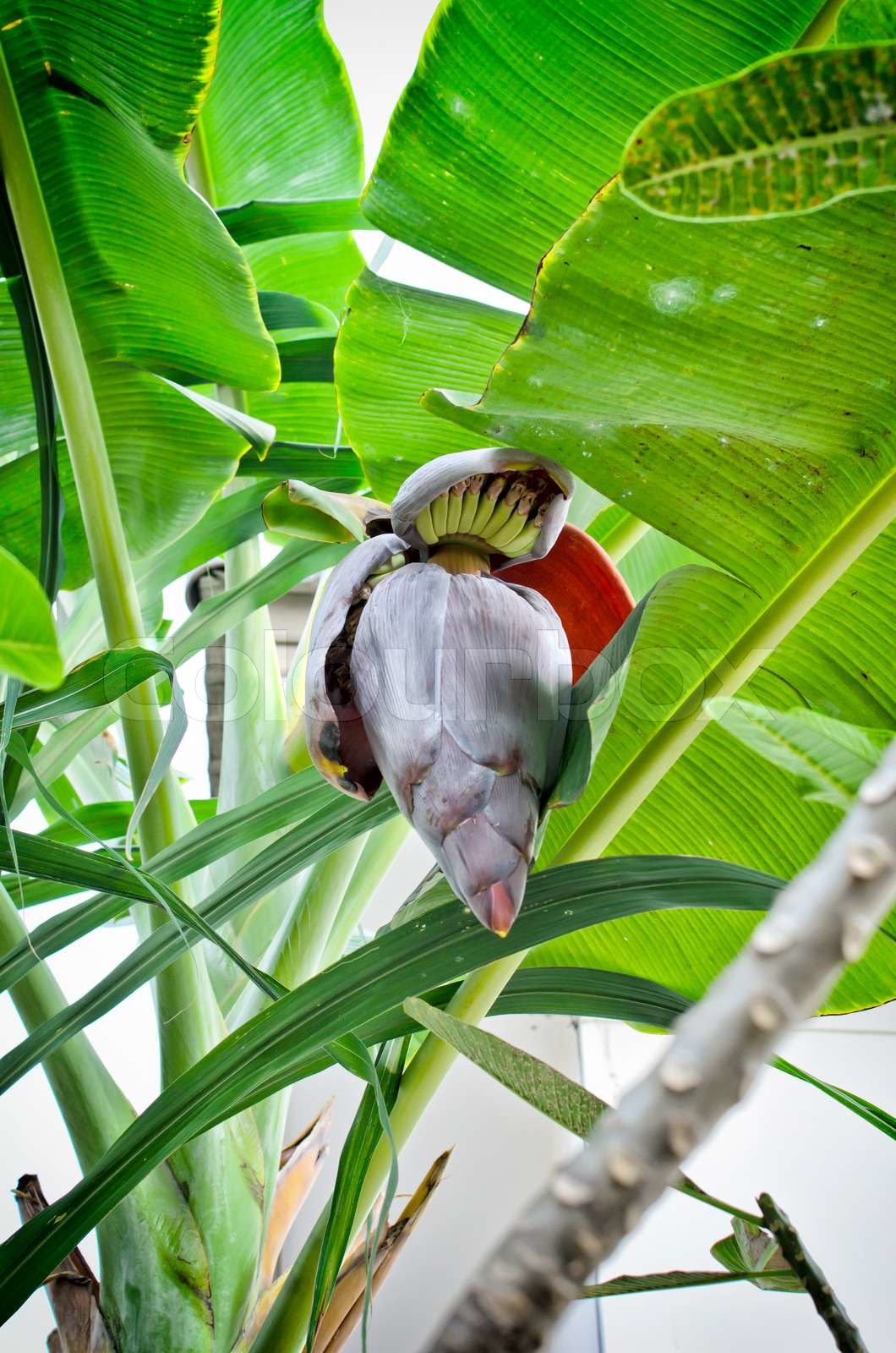 Bananen blühen auf Bananenstaude | Stock Bild | Colourbox
