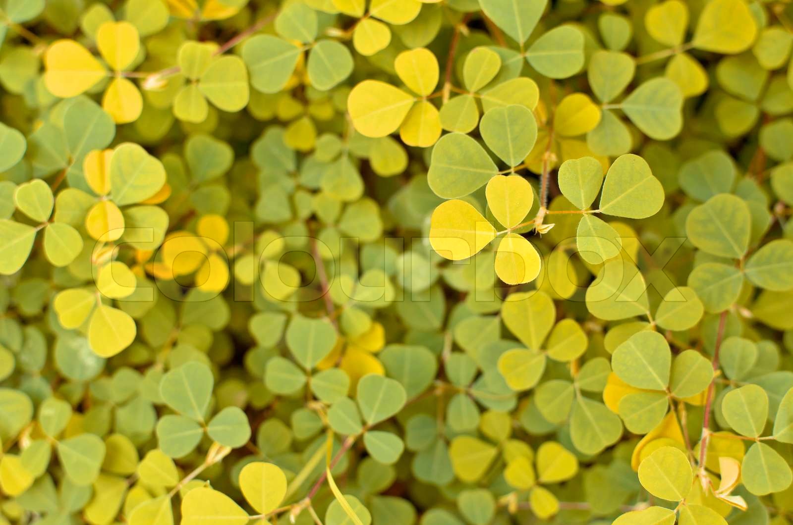 Creeping lady's sorrel Background | Stock image | Colourbox