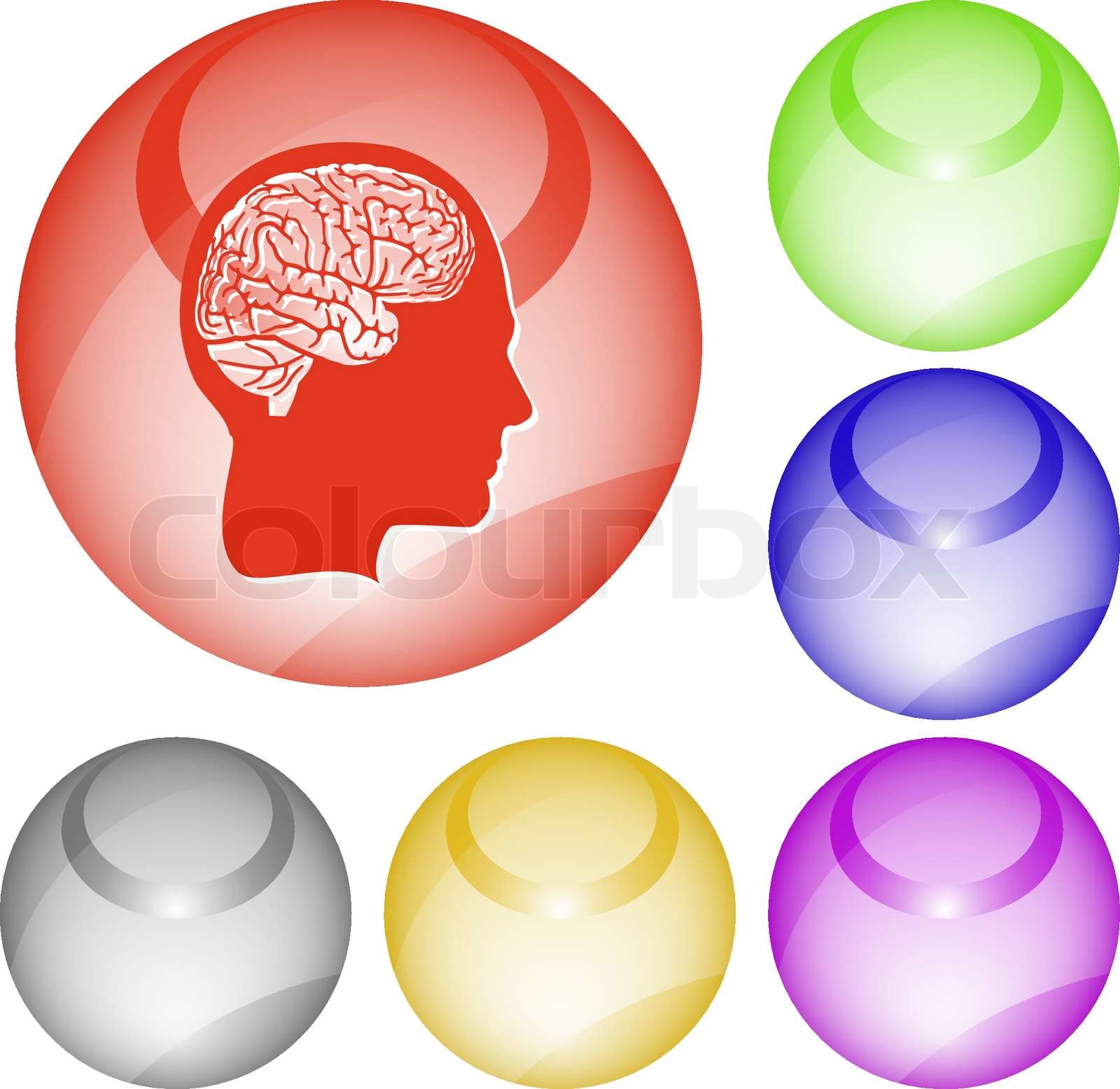 menneskelige hjerne | Stock vektor | Colourbox
