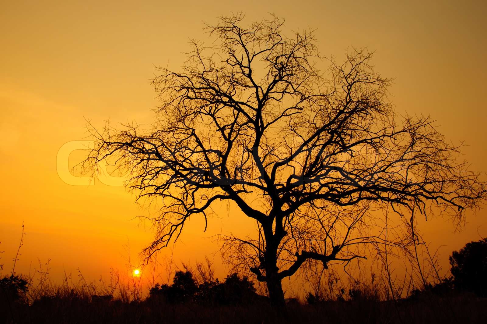 sunset with dead tree | Stock image | Colourbox