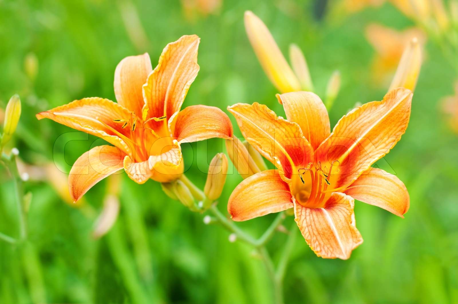 lily | Stock image | Colourbox