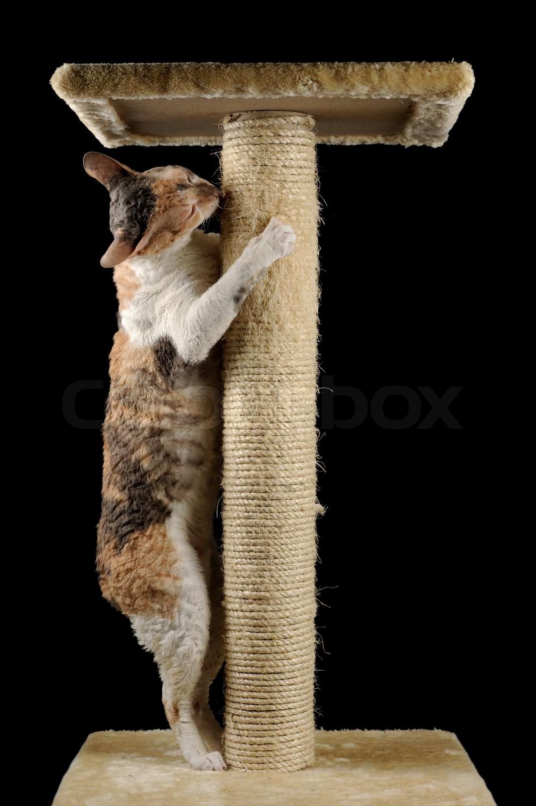 Cute Cat med lukkede øjne skrabe en kradsetræ | Stock foto | Colourbox