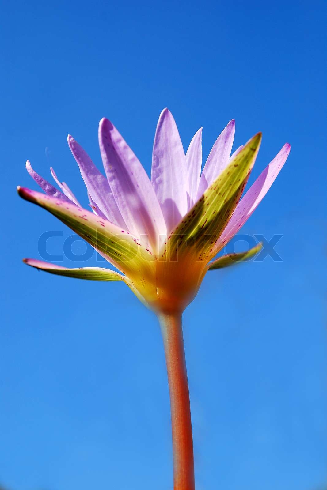Pink lotus on blue sky and cloud | Stock image | Colourbox