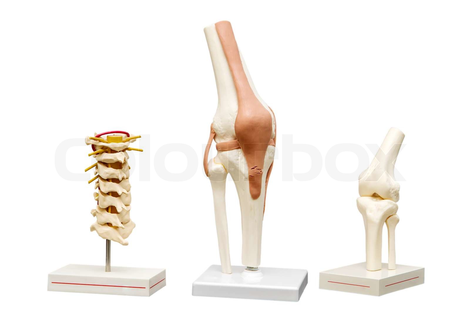 Anatomische Modelle der Gelenke. | Stock Bild | Colourbox