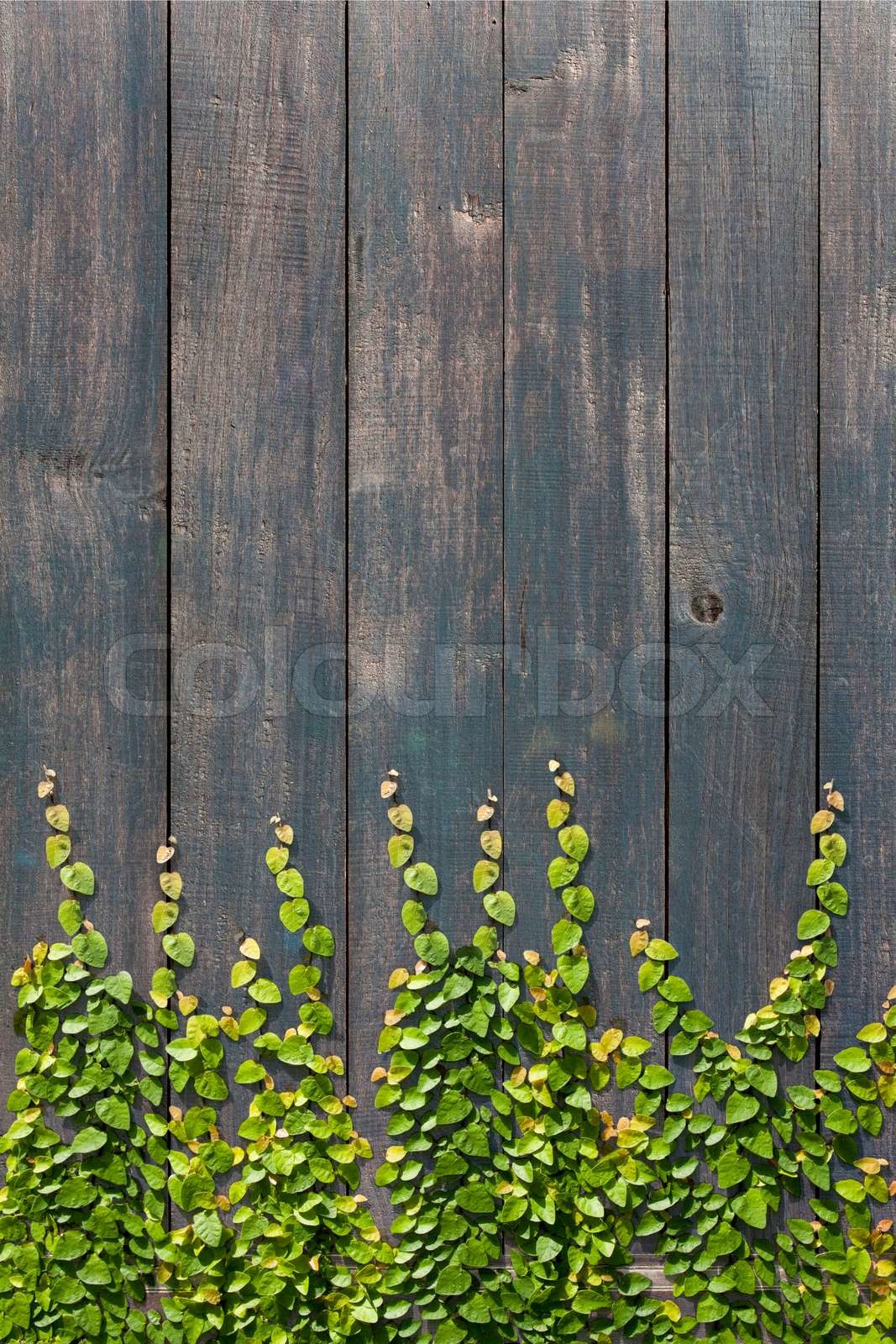 Climbing Ficus pumila on wood wall | Stock image | Colourbox