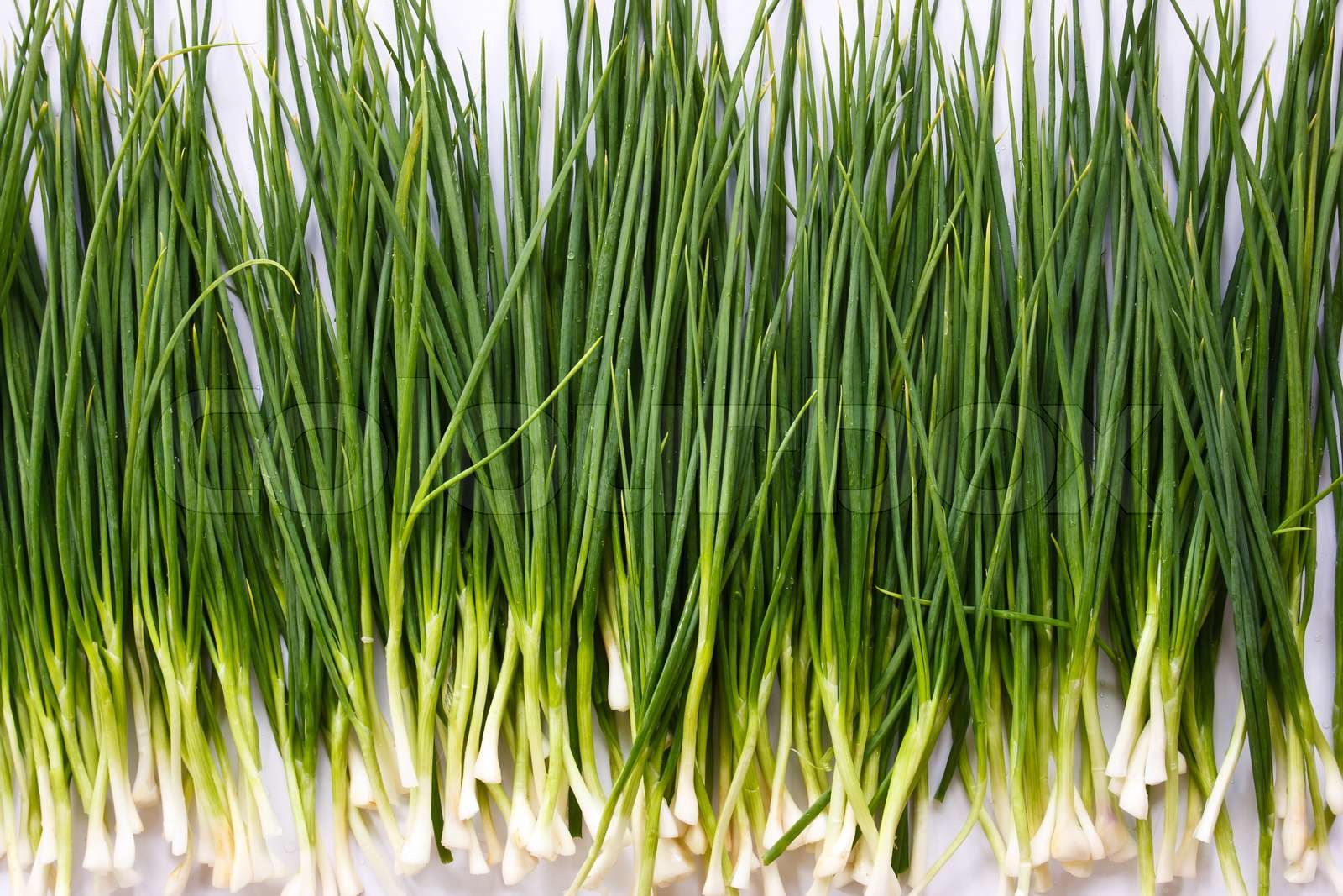 Green Shallot | Stock image | Colourbox