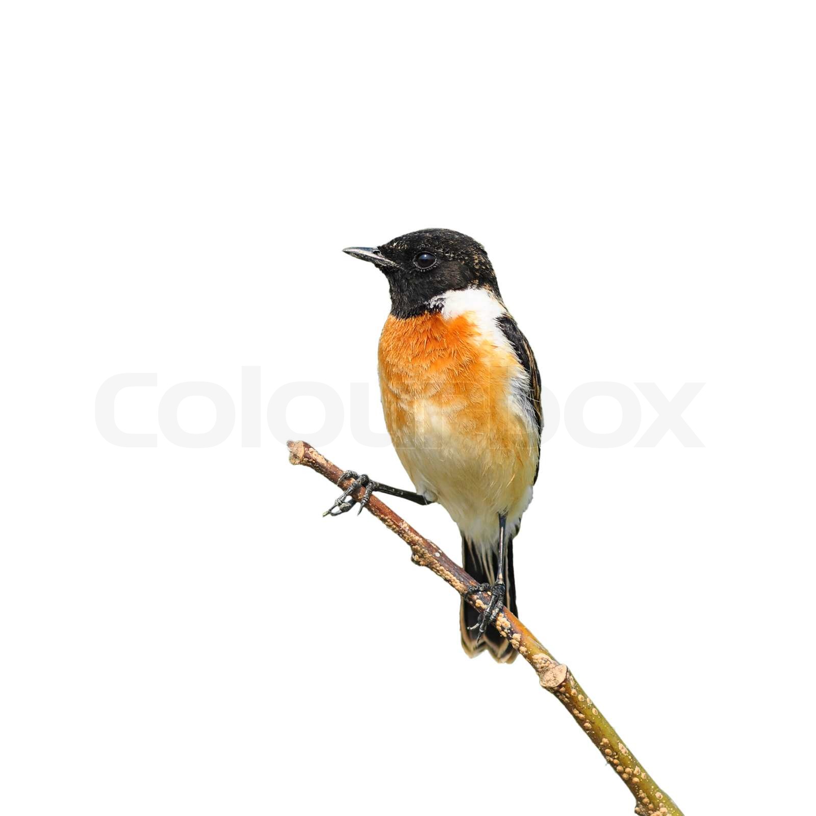 Stone Chat bird | Stock image | Colourbox