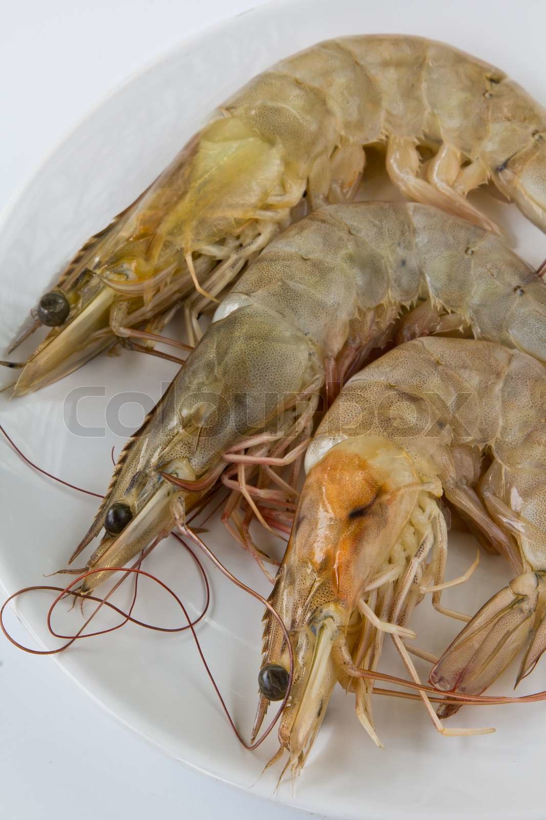 rå rejer | Stock foto | Colourbox