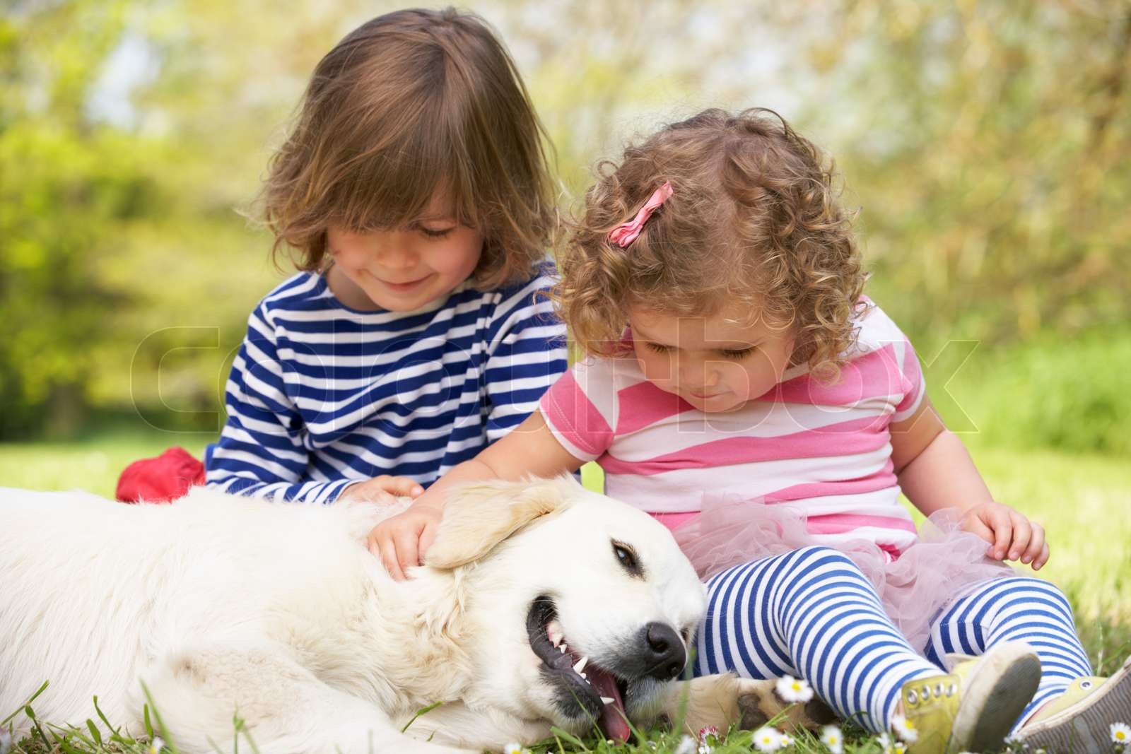 To børn Petting Family Dog In Summer Field | Stock foto | Colourbox