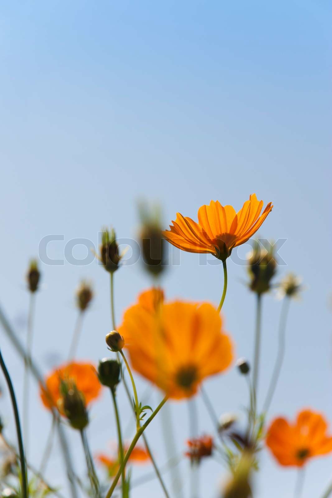 Flower fieldin a beautiful day | Stock image | Colourbox