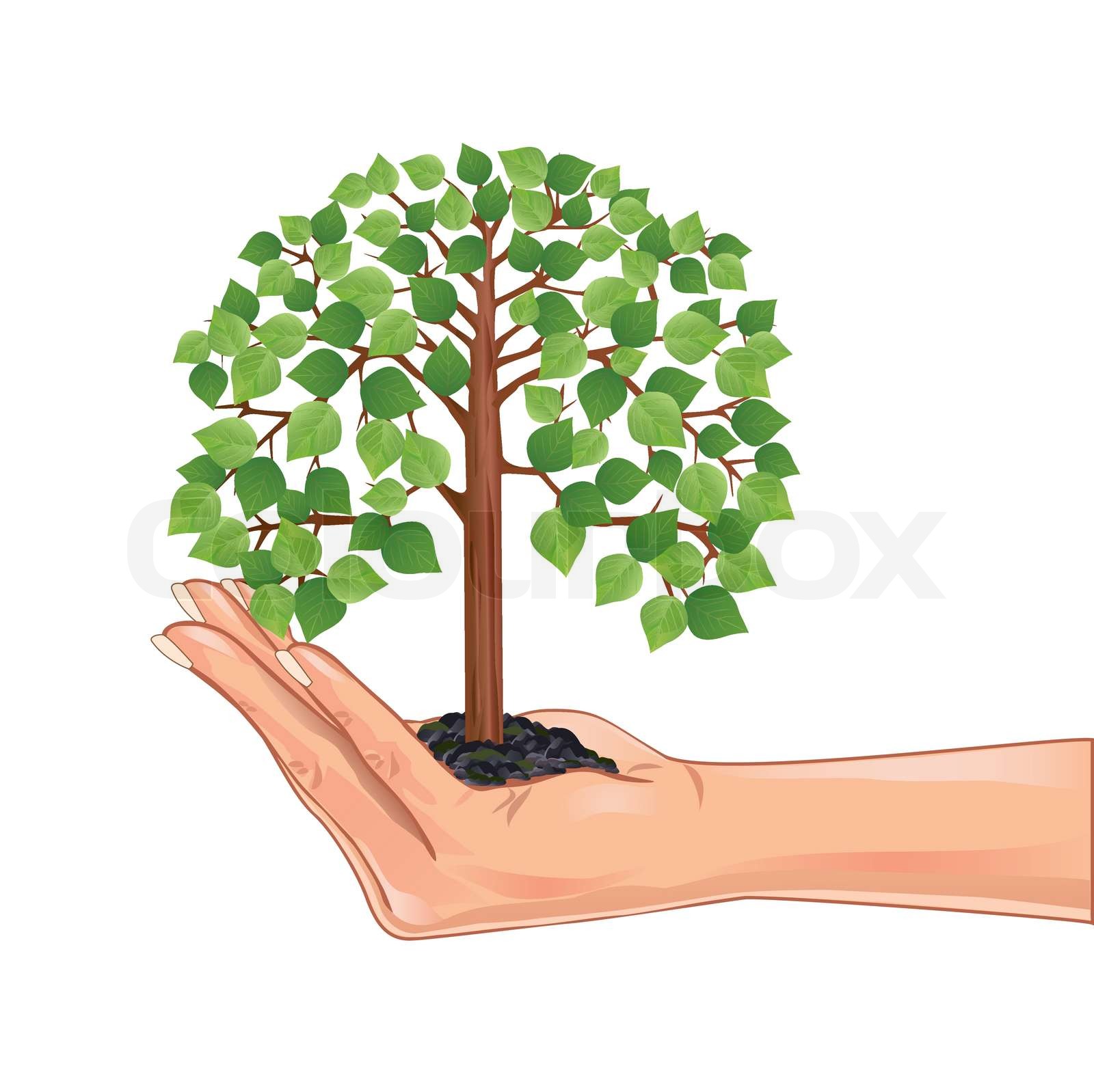 Hand holding a green tree, isolated on white | Stock vector | Colourbox