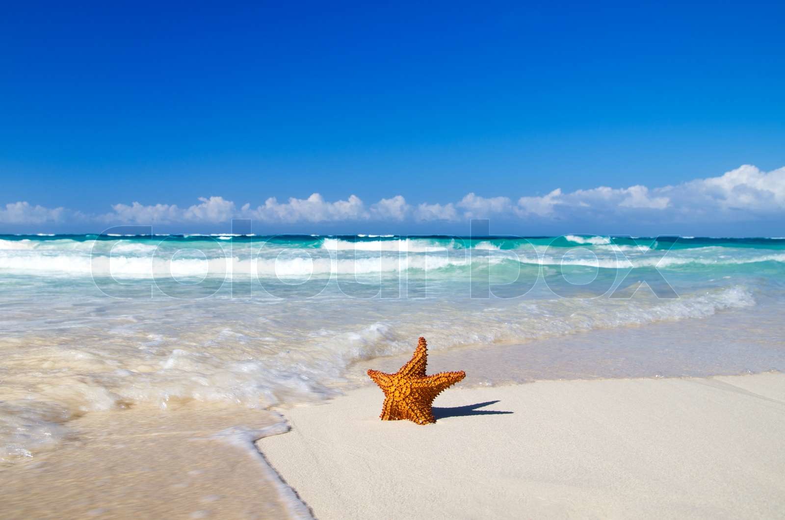 Seesterne mit Meerblick | Stock Bild | Colourbox