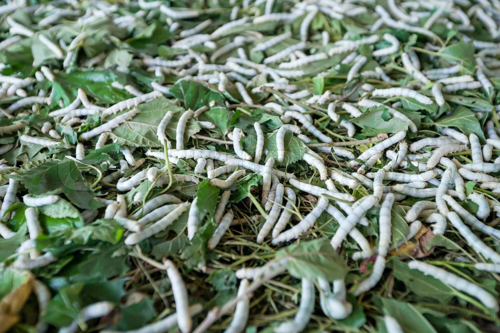 Silkworms | Stock image | Colourbox