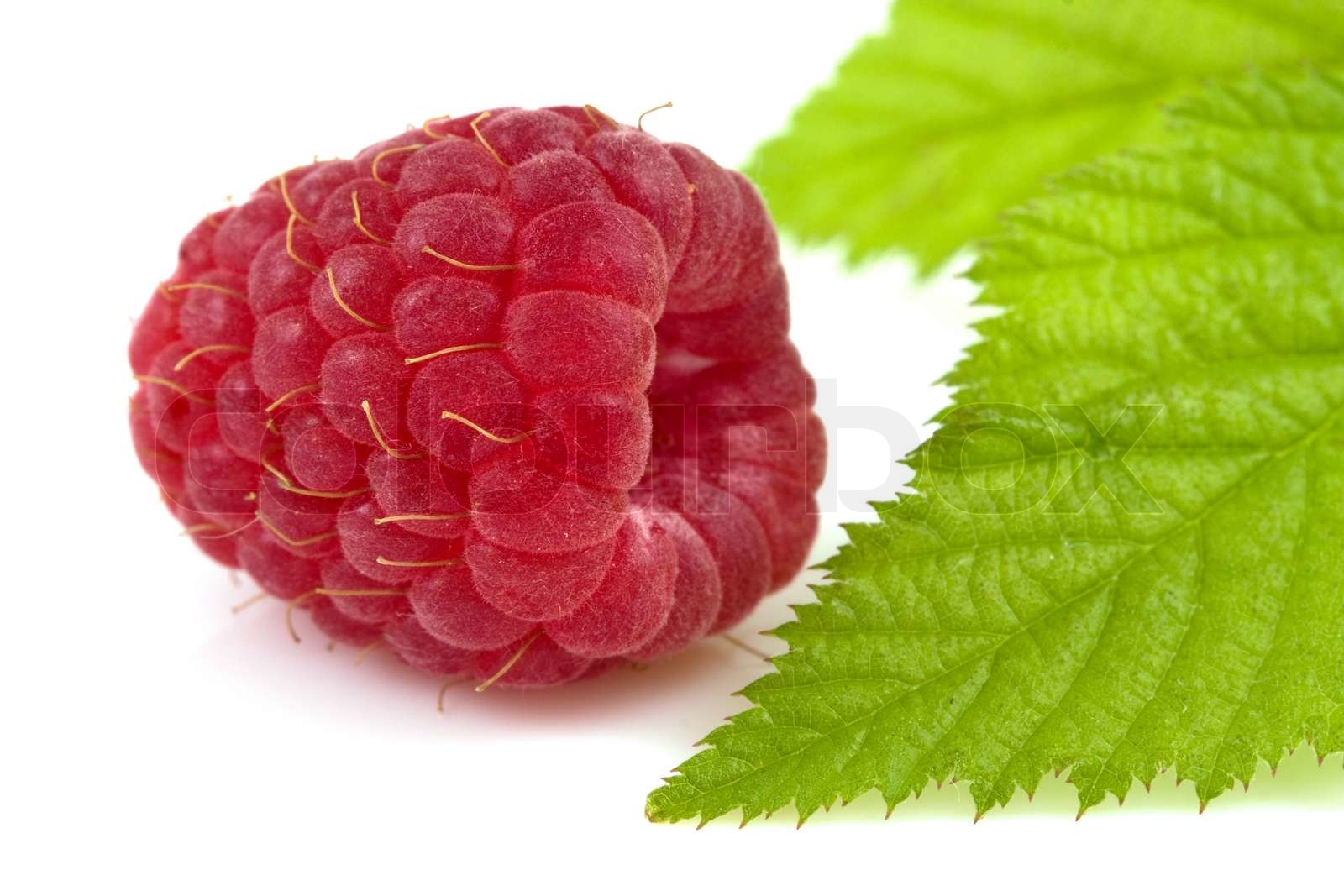 Raspberry isoliert | Stock Bild | Colourbox