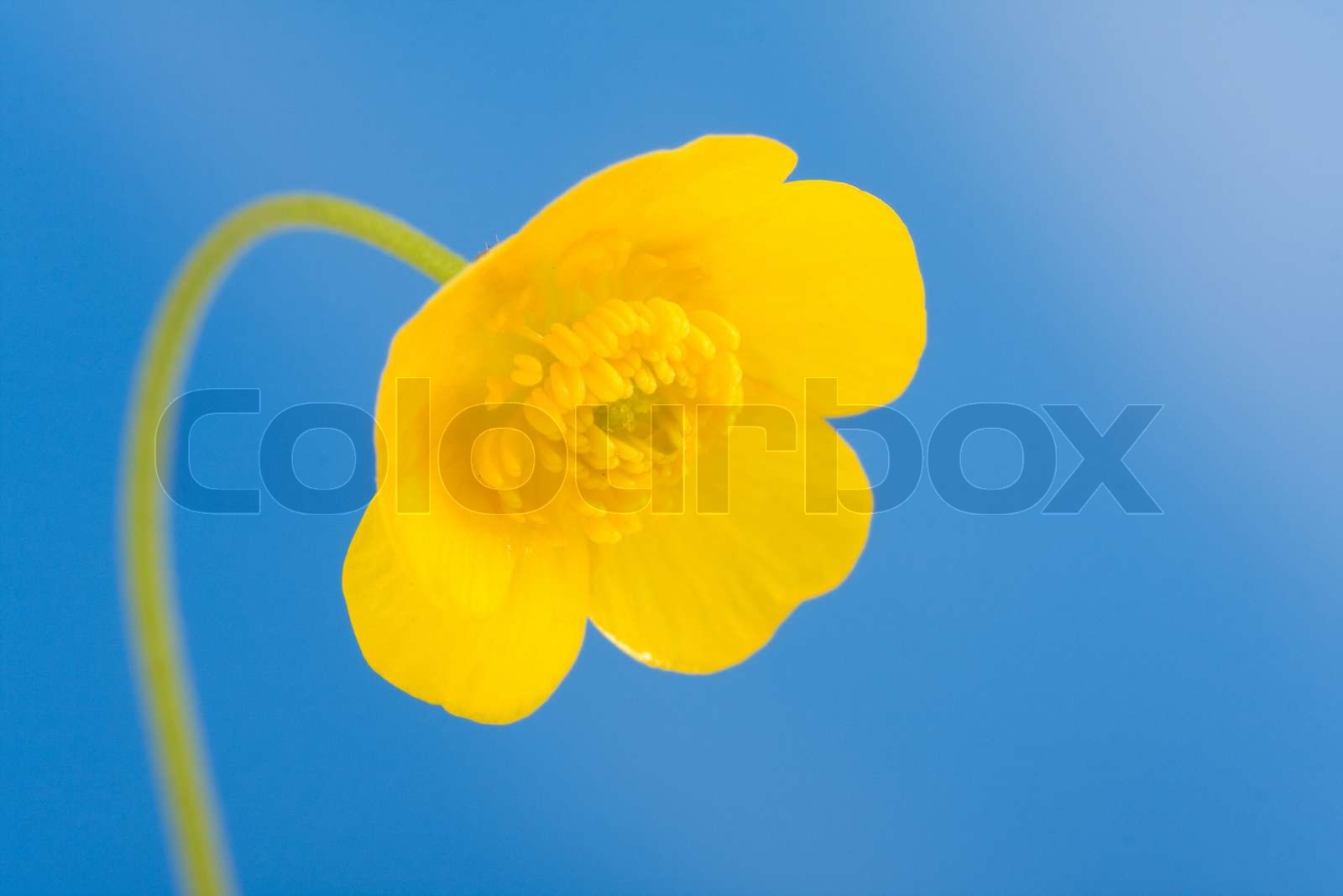 yellow buttercup | Stock image | Colourbox