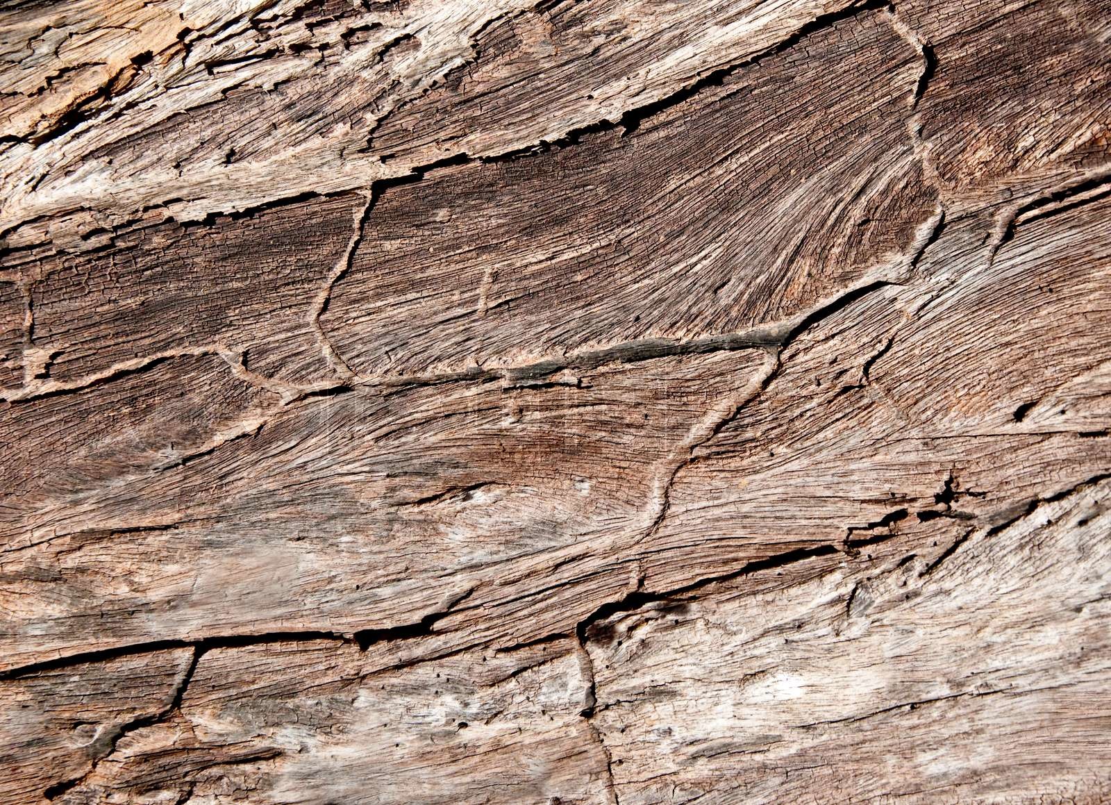 Der Baum Rinde Textur | Stock Bild | Colourbox