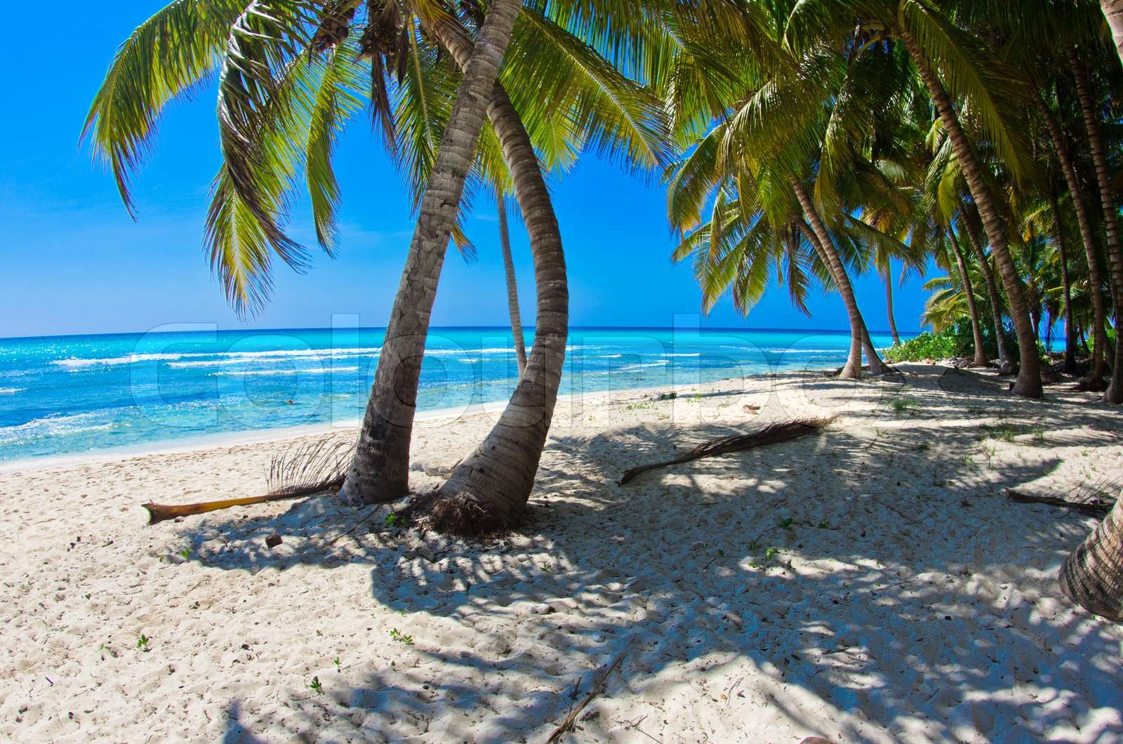 strand med palmer | Stock foto | Colourbox