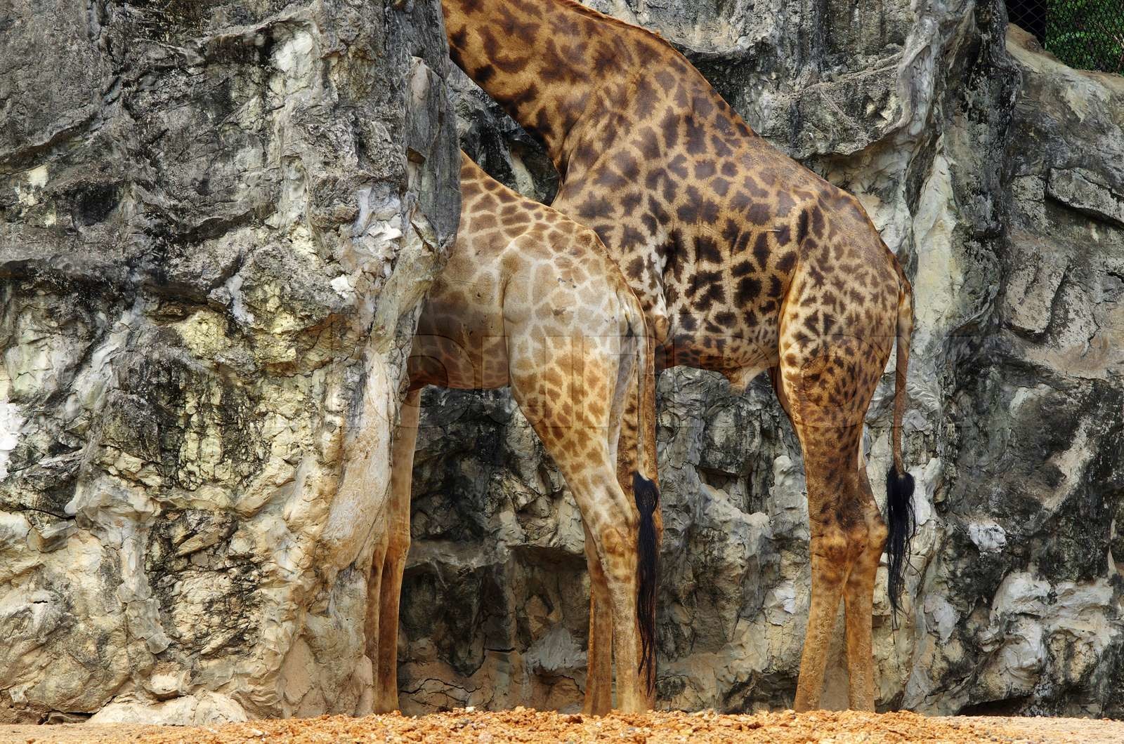 two beside Giraffe standing on the rock without Giraffe neck | Stock ...