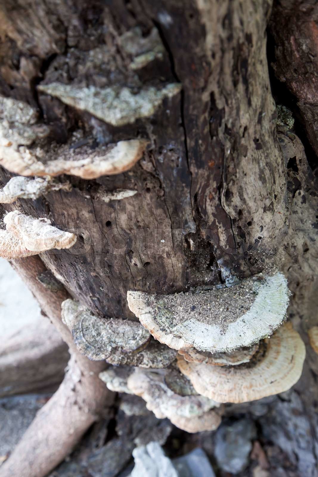 Pilze wachsen auf einem Live- Baum im Wald | Stock Bild | Colourbox