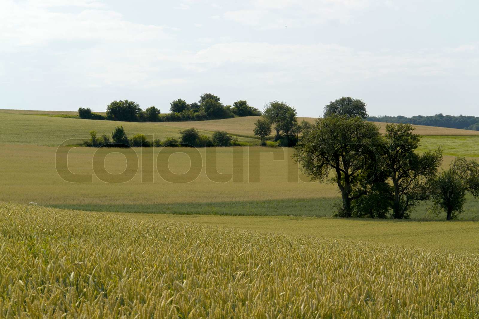 agricultural panoramic scenery with grain field | Stock image | Colourbox