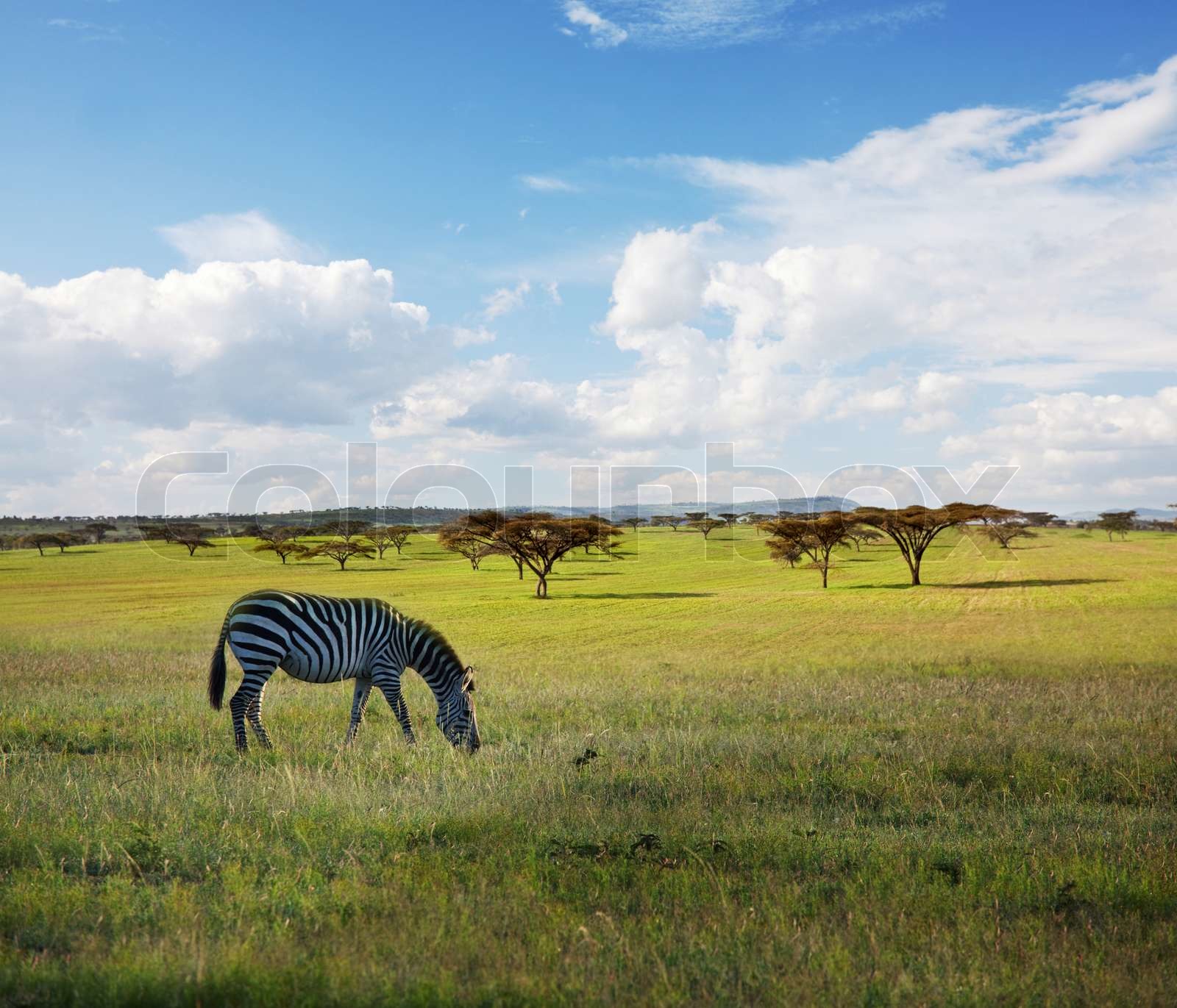 Zebra | Stock Bild | Colourbox