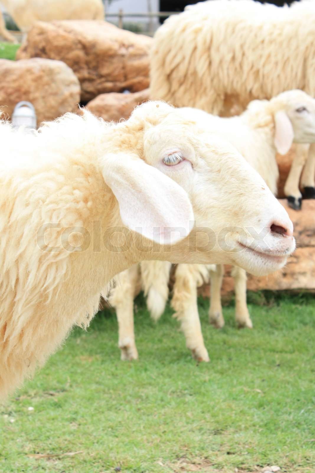 Schaf | Stock Bild | Colourbox