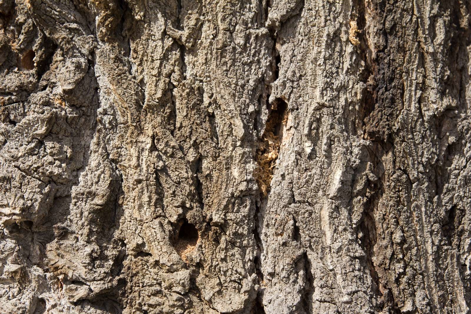 Baumrinde als Hintergrund | Stock Bild | Colourbox