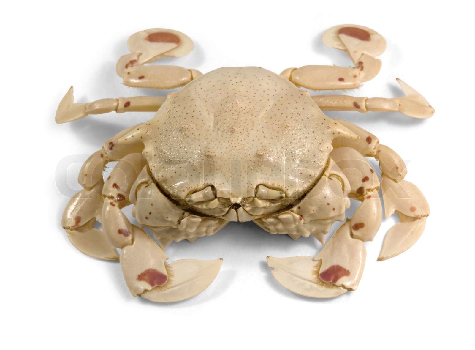 moon crab in white back | Stock image | Colourbox