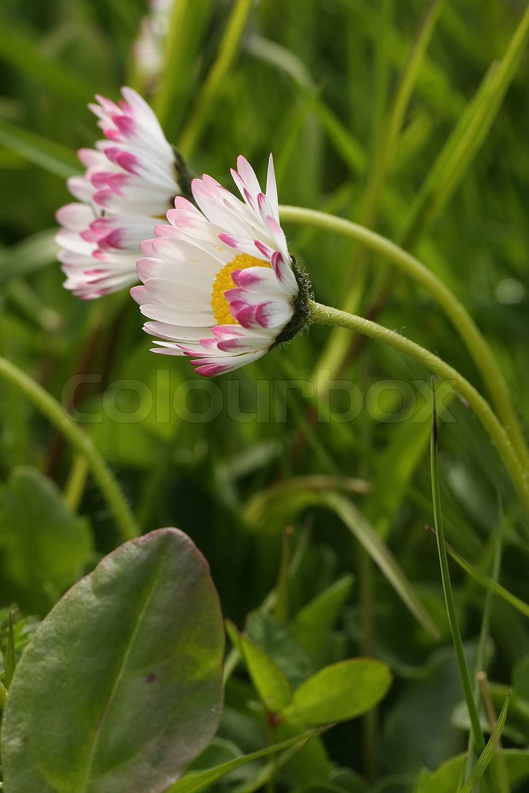 Flowers of Bellis Perennis | Stock image | Colourbox