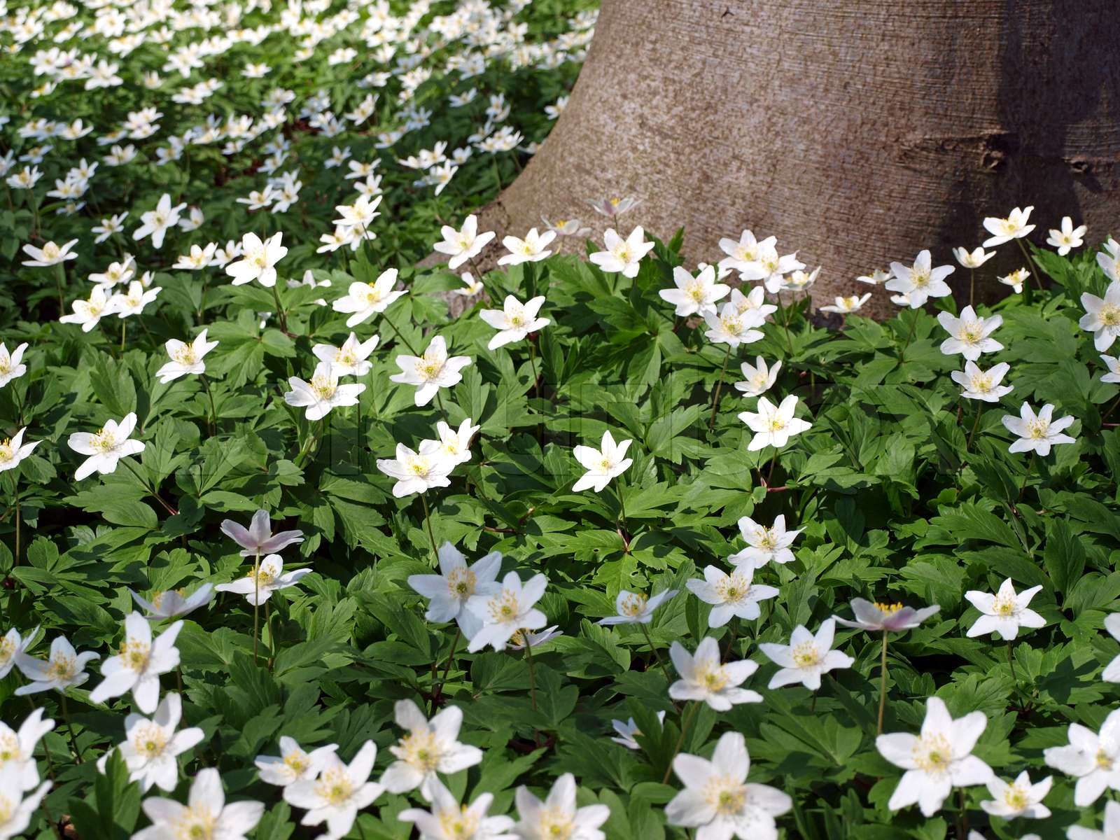 Hvide anemoner i skovbunden | Stock foto | Colourbox