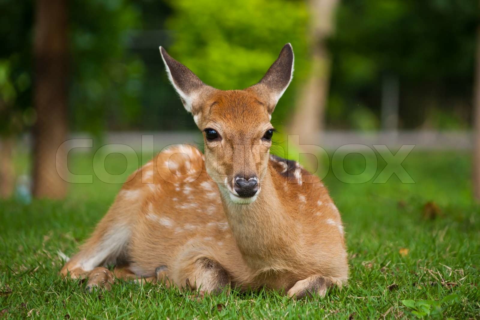 Sika Deer Doe