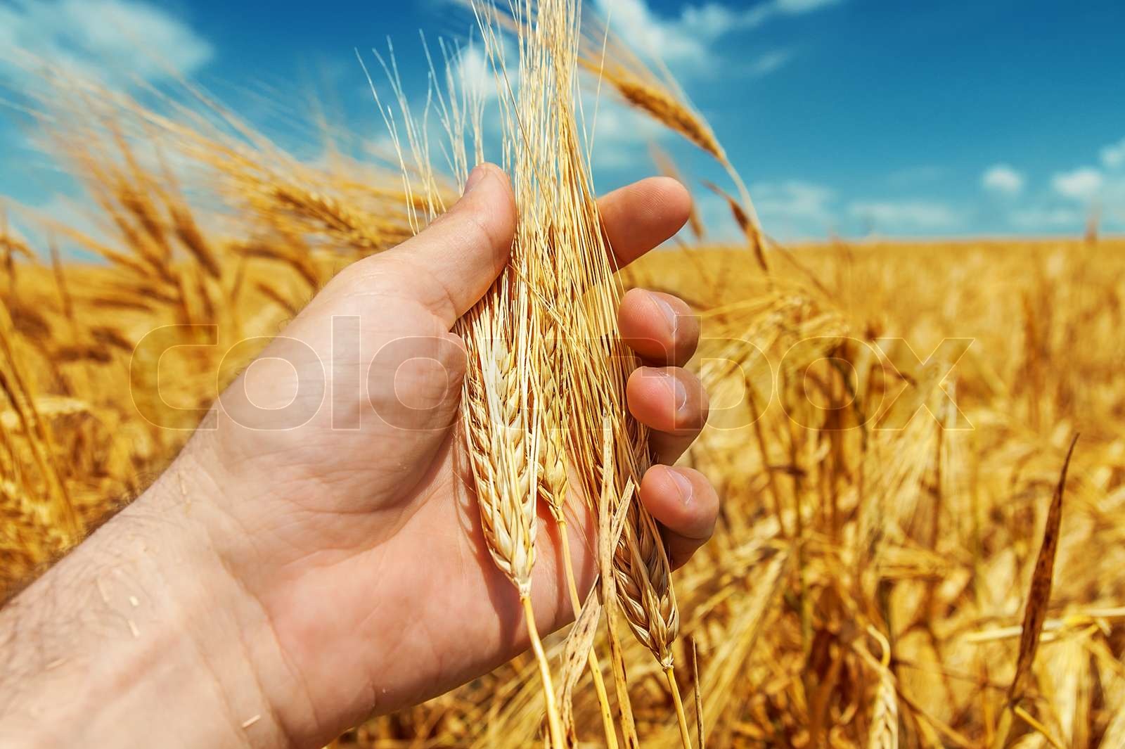 gute Ernte der Landwirte Hand | Stock Bild | Colourbox