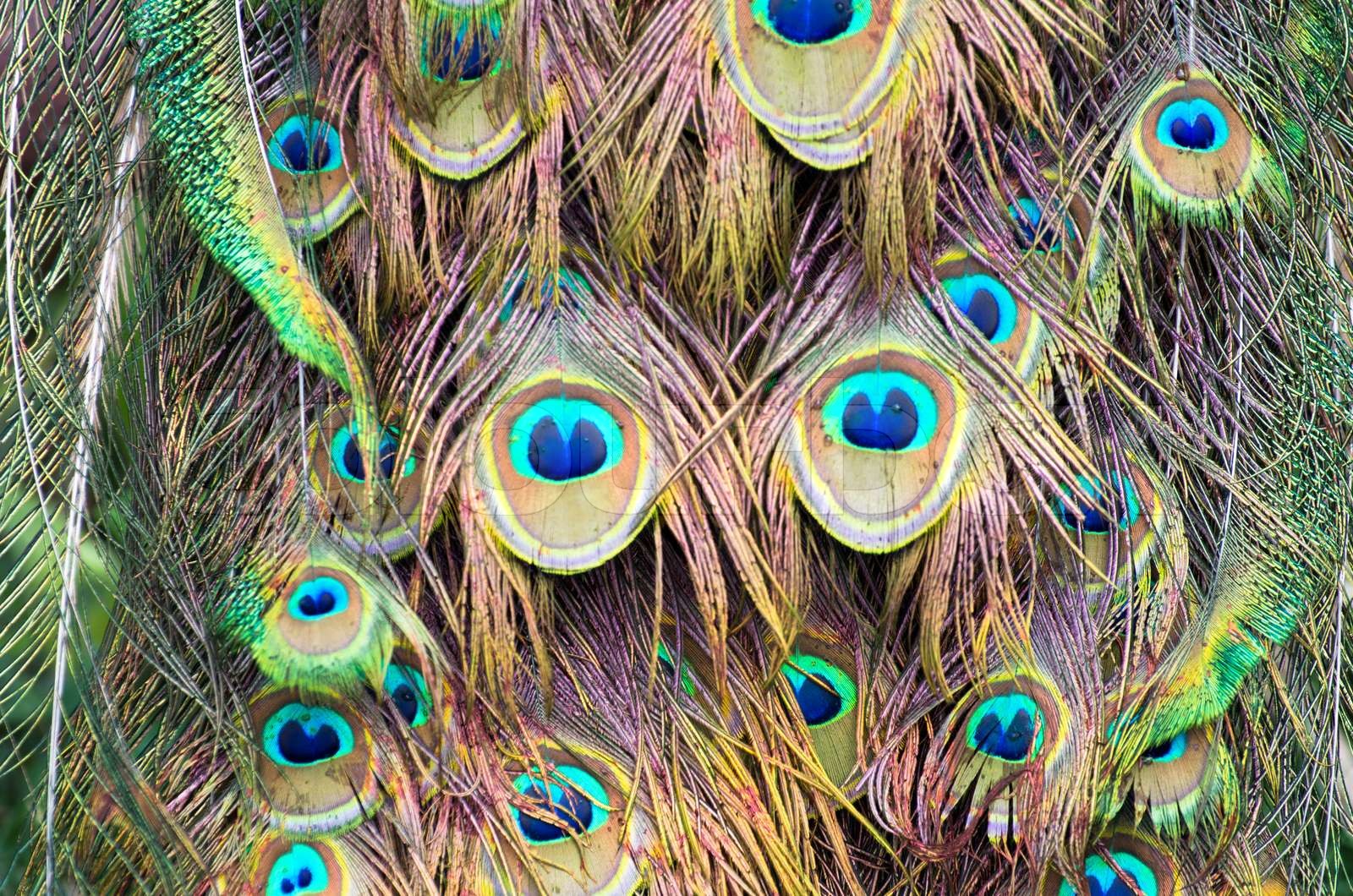 Pfauenfeder | Stock Bild | Colourbox