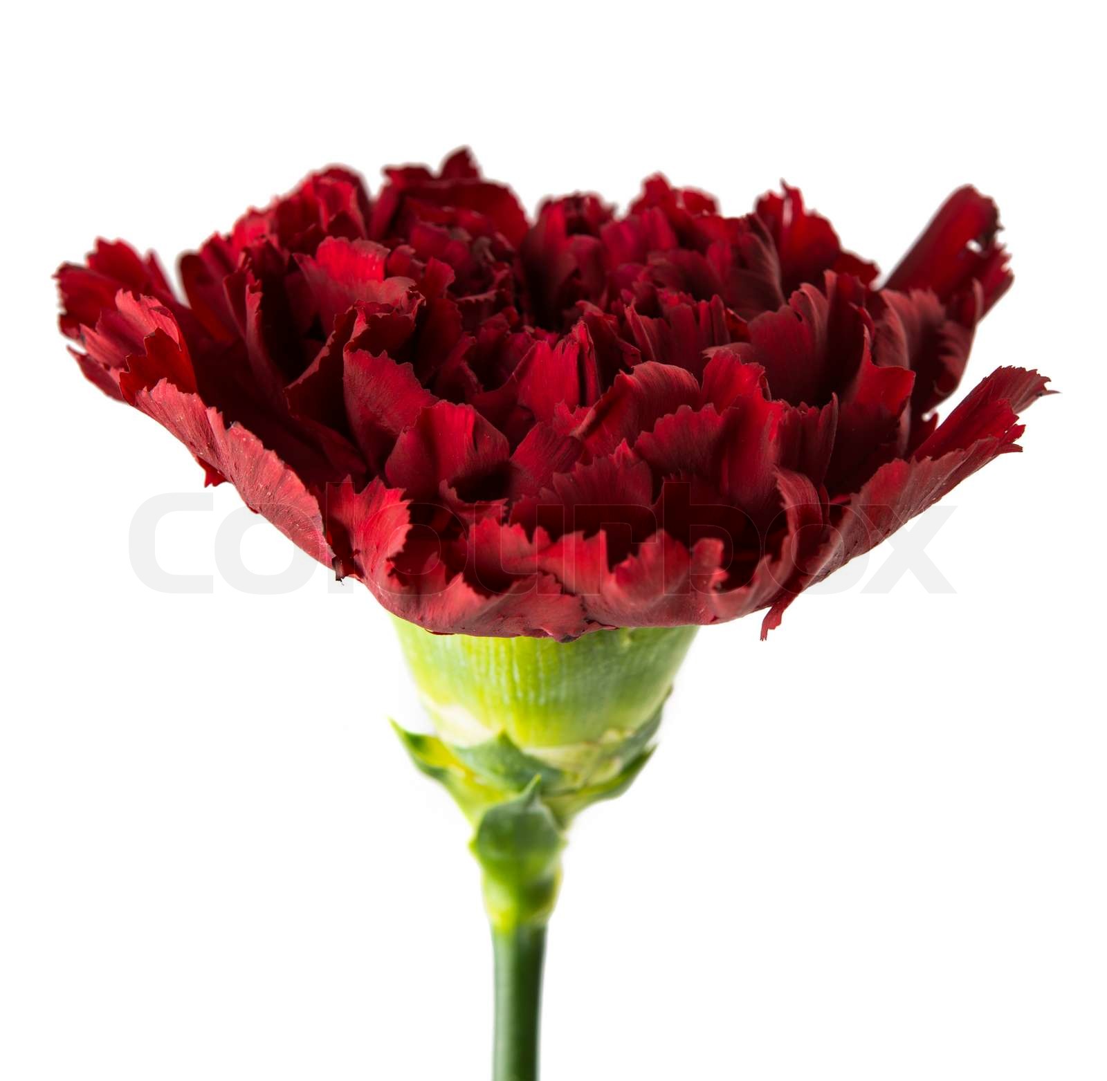dark red carnation | Stock image | Colourbox