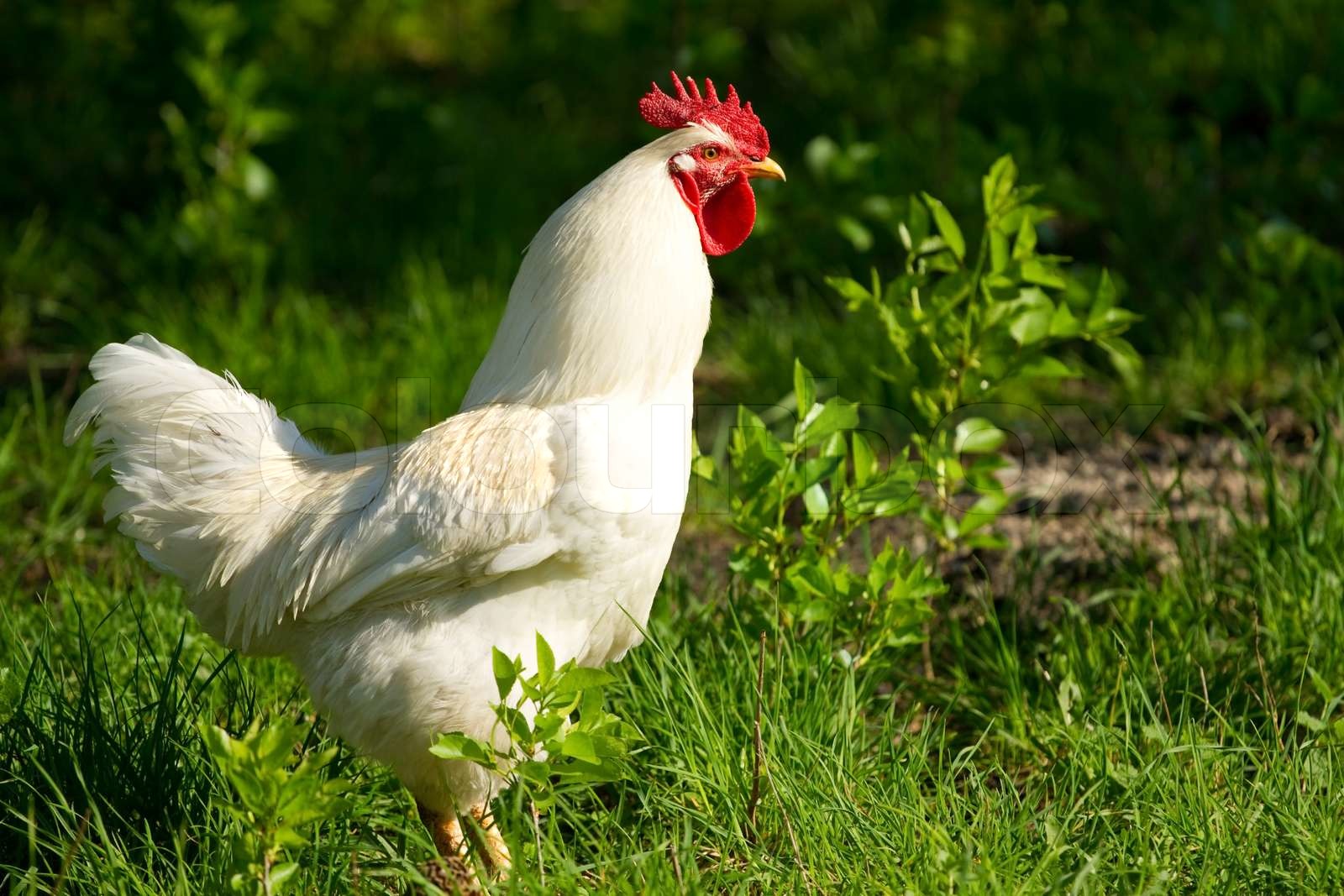 Beautiful white roosters | Stock image | Colourbox