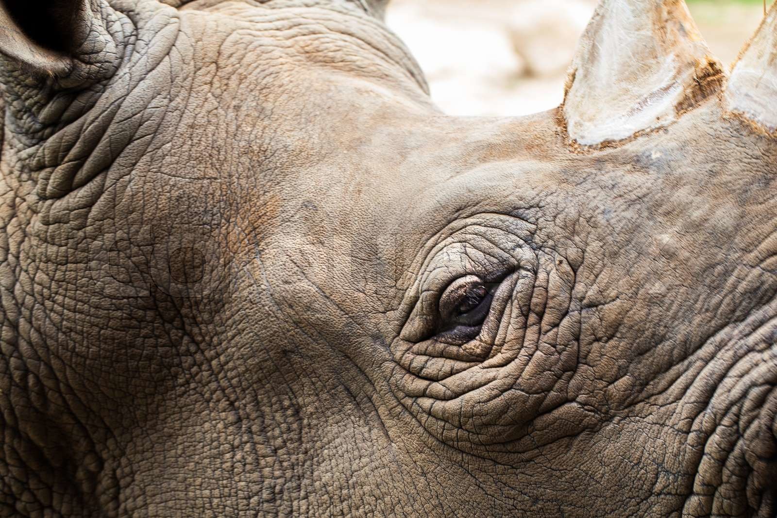 Rhino eye | Stock image | Colourbox
