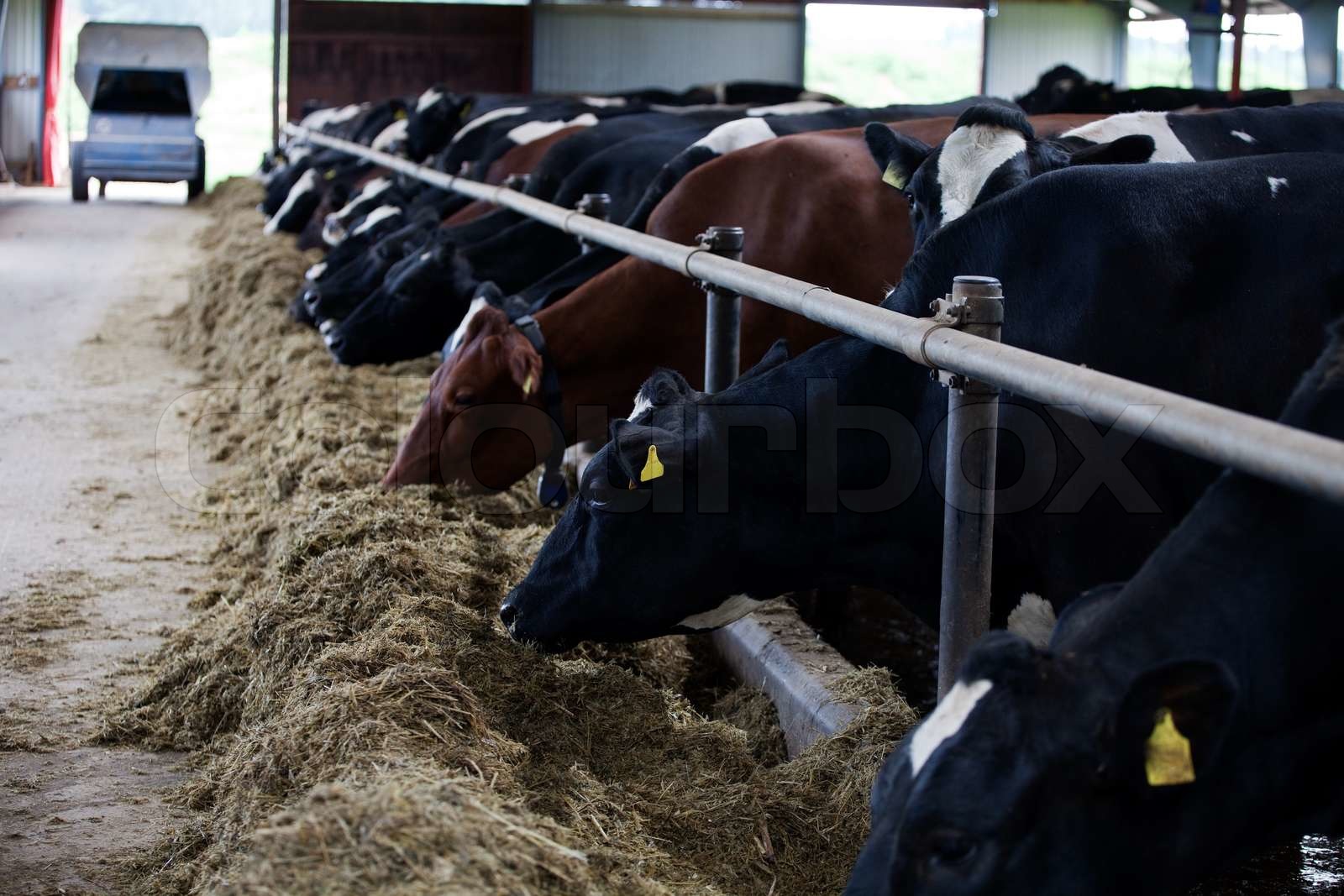 Feeding cows | Stock image | Colourbox