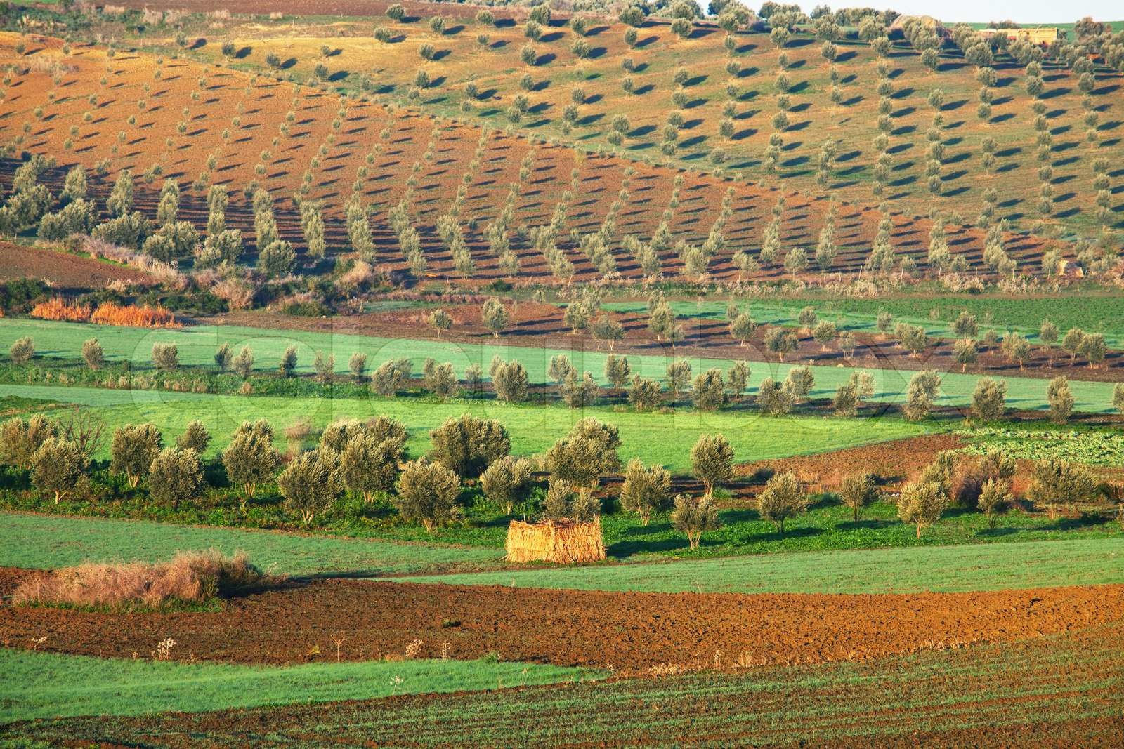 Fields in Morocco | Stock image | Colourbox