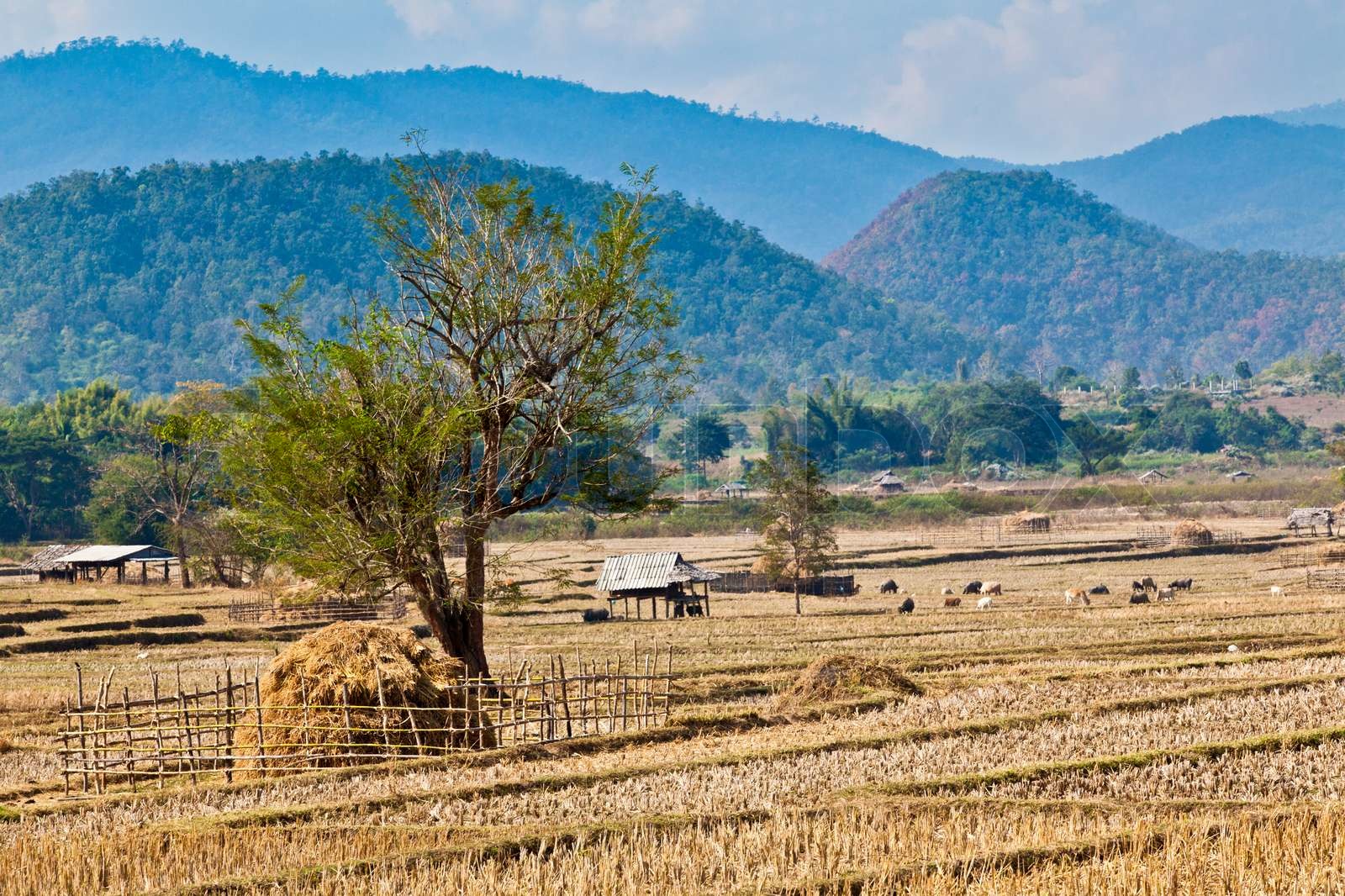 Northern farm | Stock Bild | Colourbox