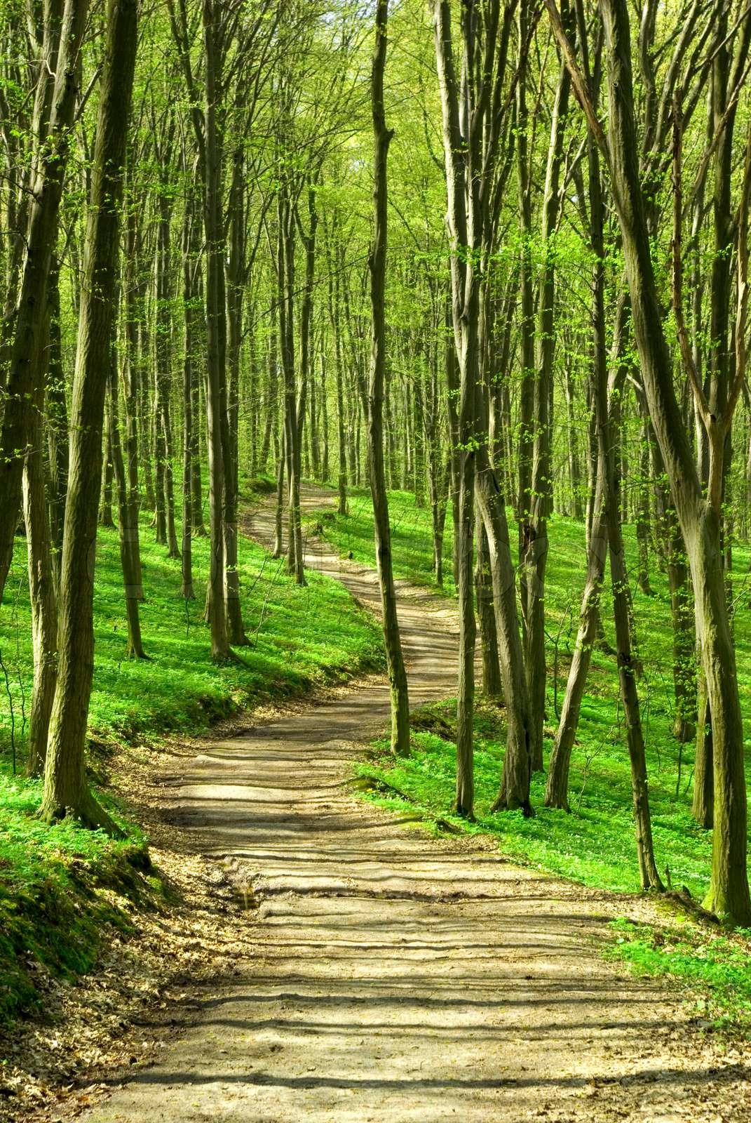 Waldweg | Stock Bild | Colourbox
