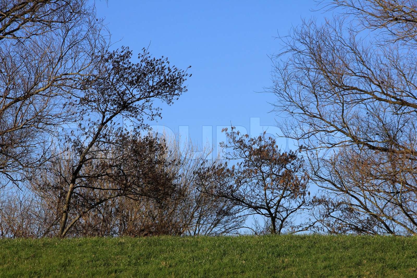 Bold trees in the picture. | Stock image | Colourbox