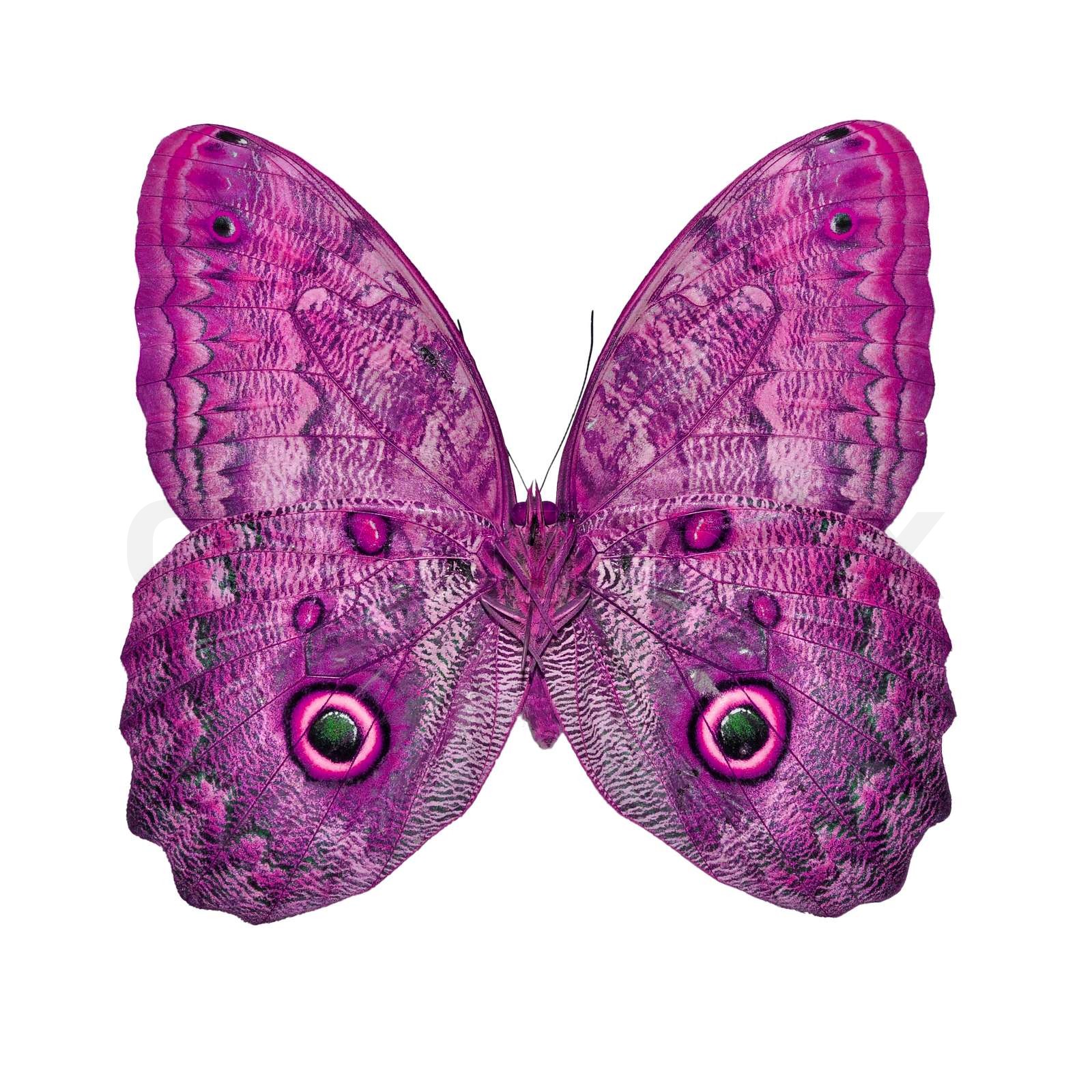 Pink butterfly | Stock image | Colourbox