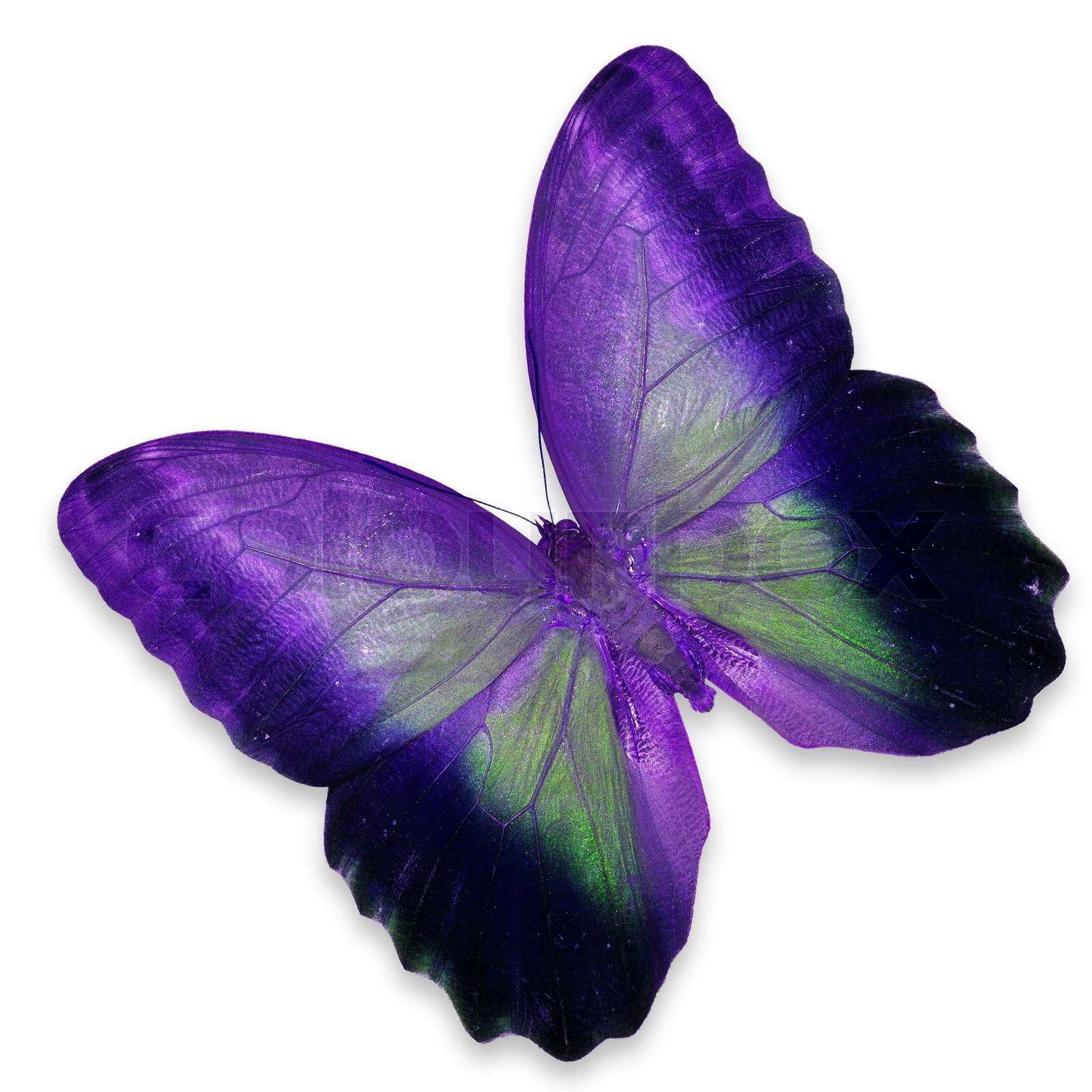 Real Purple Butterfly Pictures