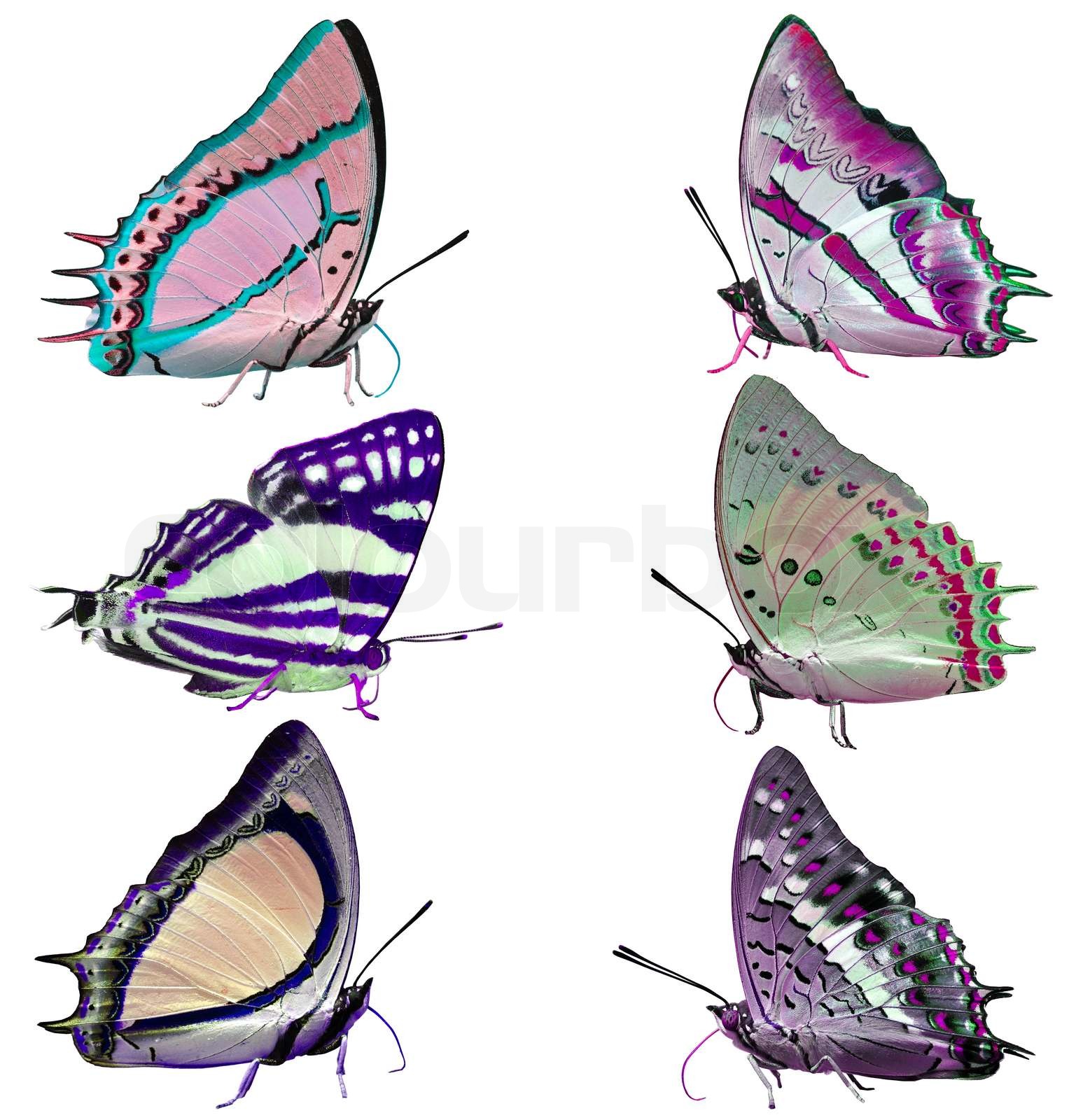 Collection of colored butterflies | Stock image | Colourbox