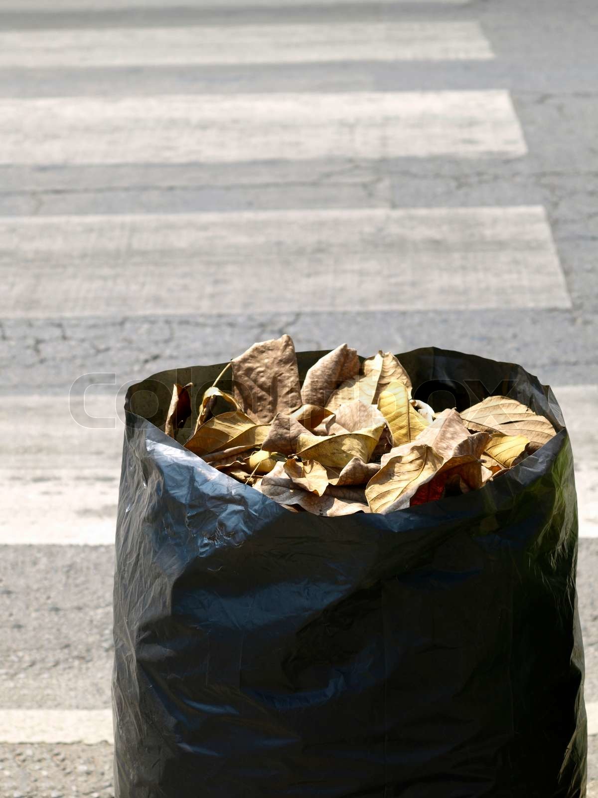 Beautiful Garbage bags beside the zebra traffic - Stock Image - Everypixel