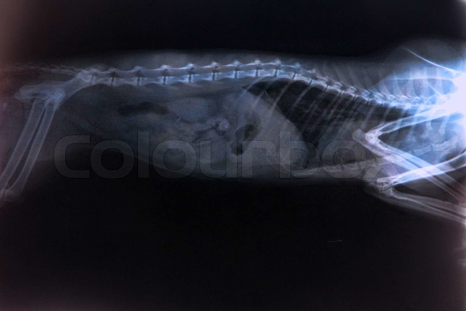 animal X-ray | Stock image | Colourbox