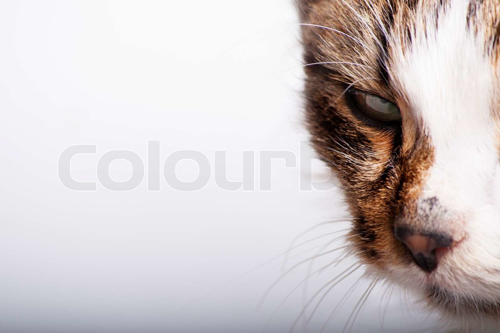 sad face of cat | Stock image | Colourbox