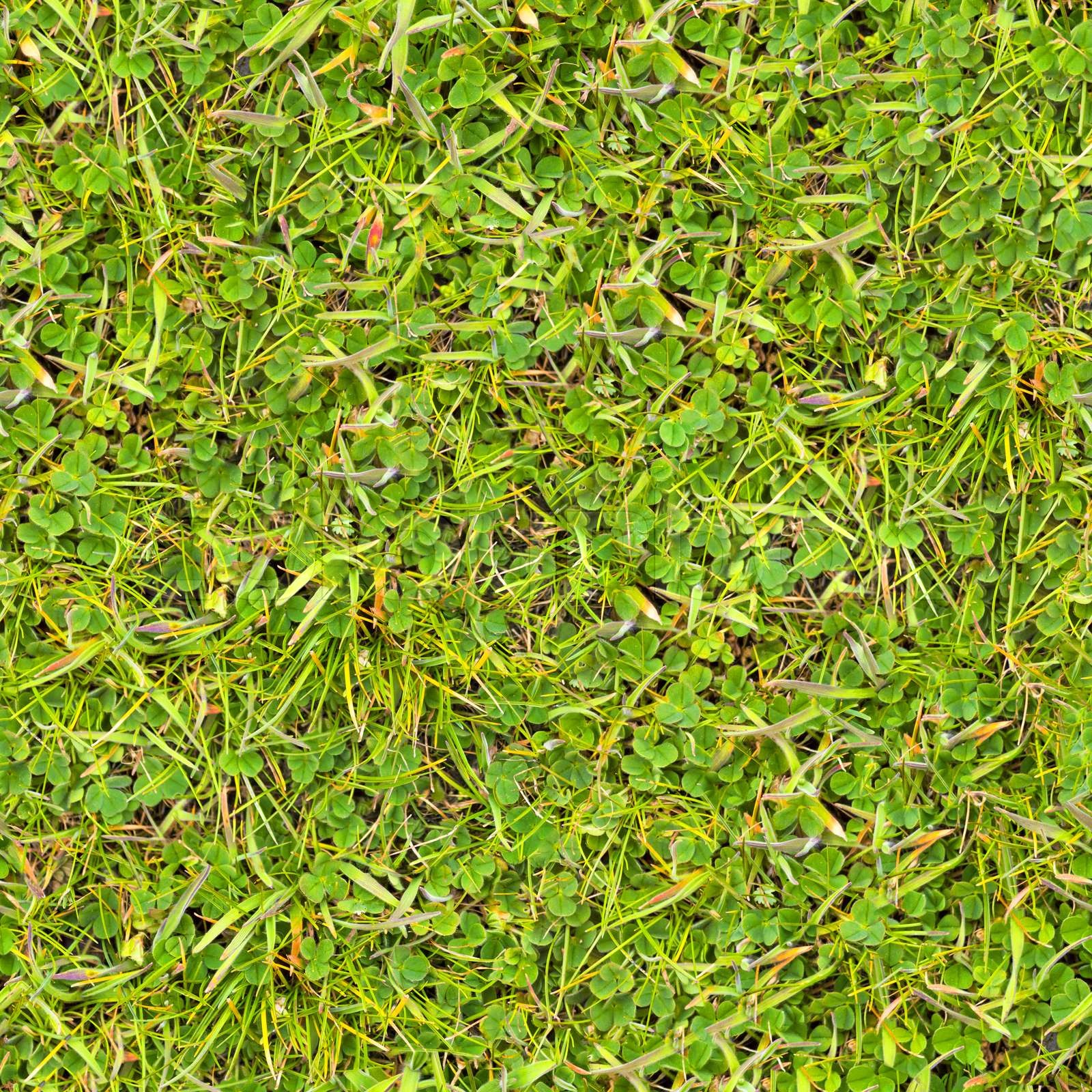 Green Grass Seamless Texture | Stock Bild | Colourbox